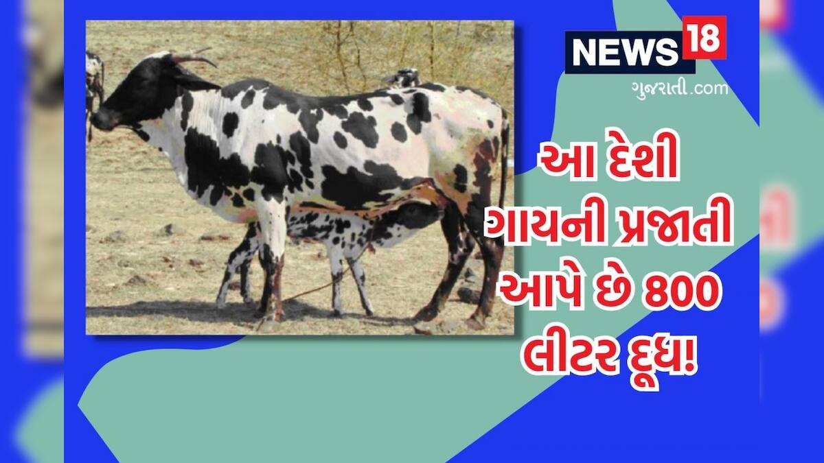 ગુજરાતની આ ગાય પાળીને લાખોપતિ બનશો, દર બચ્ચાના જન્મે આપે છે 800 લીટર ...