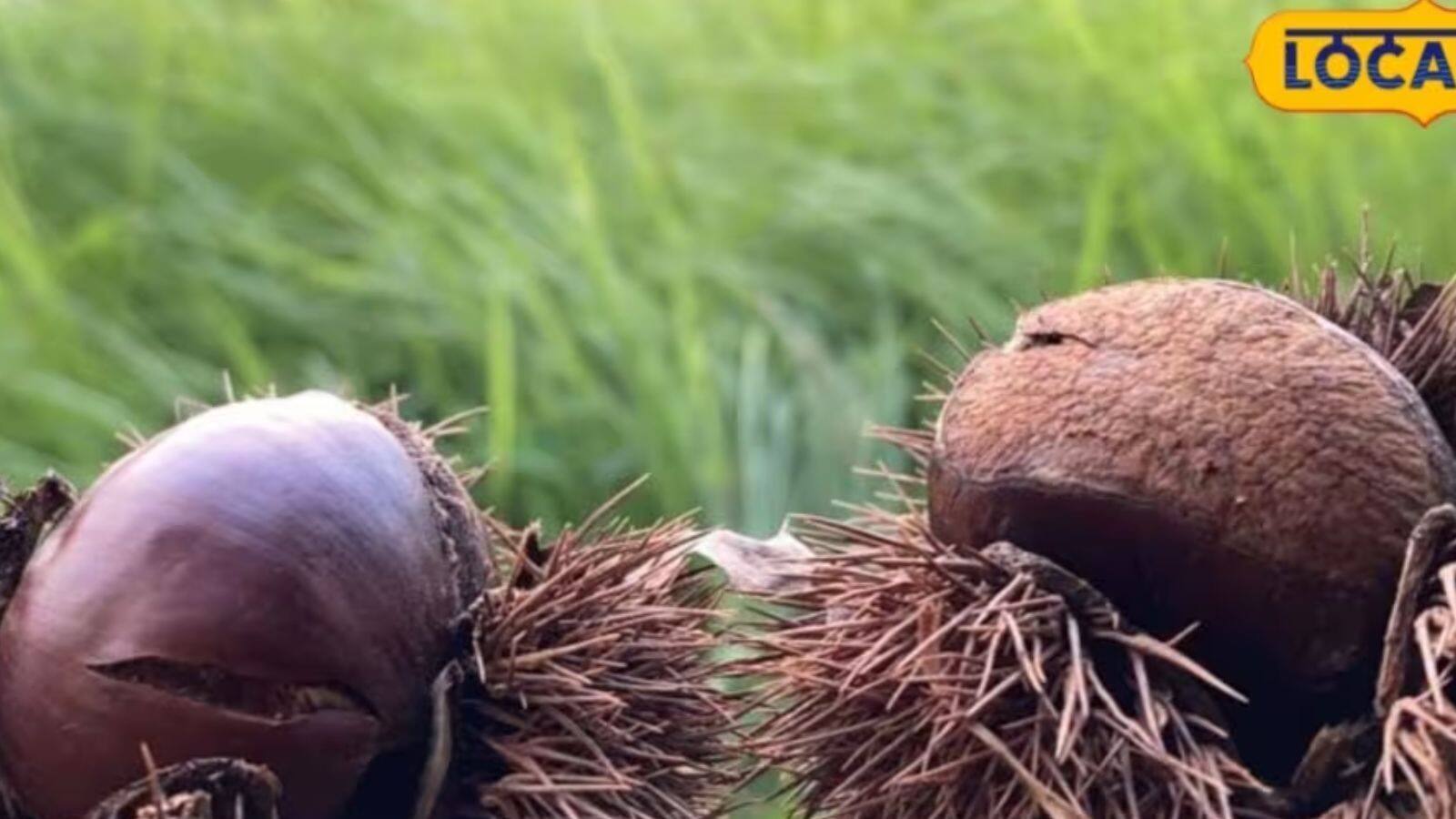 ભારતના પહાડી વિસ્તારમાં ઉગે છે આ ખાસ ફળ, તેને ખાવાથી મળશે અનેક ફાયદા ...