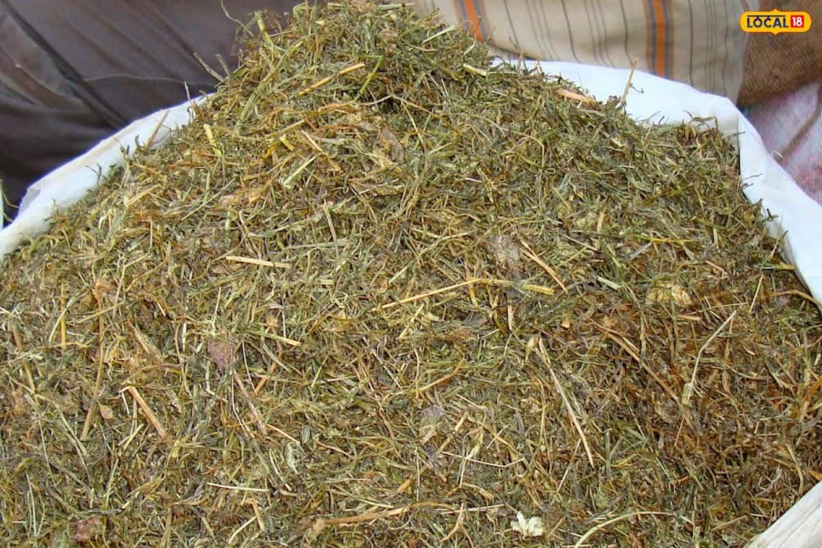 મહિલાઓને પિરિયડ્સમાં રાહત આપશે આ ઔષધિ; શરદી, ખાંસી અને તાવમાં પણ આપશે ...