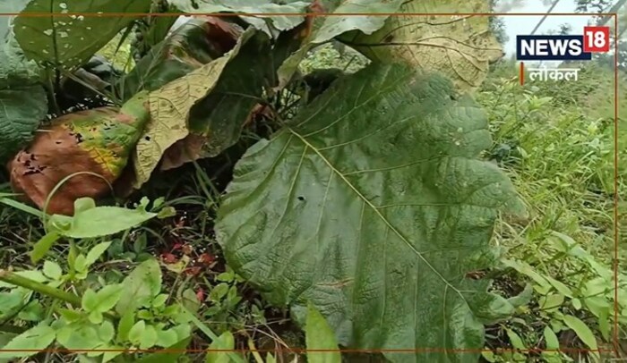 પેટની ગમે તેવી બીમારી એક ઝાટકે દૂર કરી દેશે, ભાગ્યે જ જોવા મળશે હવે આ ...