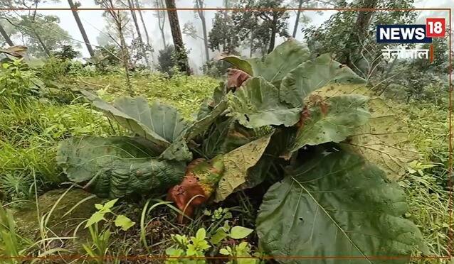 પેટની ગમે તેવી બીમારી એક ઝાટકે દૂર કરી દેશે, ભાગ્યે જ જોવા મળશે હવે આ ...