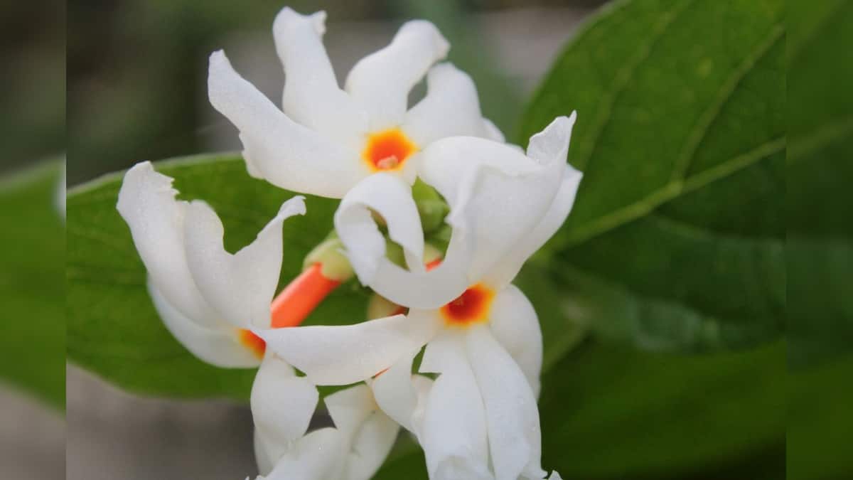 શિયાળામાં શરદી-ખાંસી દૂર કરી દેશે આ ફુલ, સ્ટ્રેસ અને એંઝાઈટીના દર્દી ...