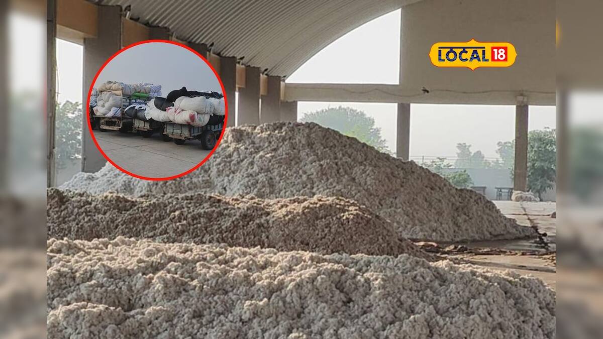 અમરેલી માર્કેટિંગ યાર્ડમાં કપાસના ભાવમાં તેજી-Cotton prices rise in Amreli marketing yard ...