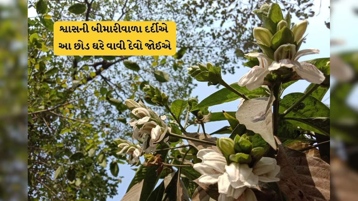આ છે ચમત્કારિક છોડ: વર્ષો જુની શરદી-ખાંસી એક ઝાટકે દૂર કરી દેશે ...