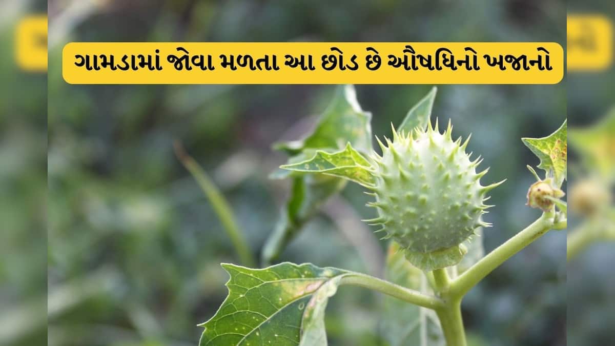 પરણેલા પુરુષો માટે ખૂબ જ કામના છે ગામડામાં જોવા મળતા ફળના બિયારણ, આ ...