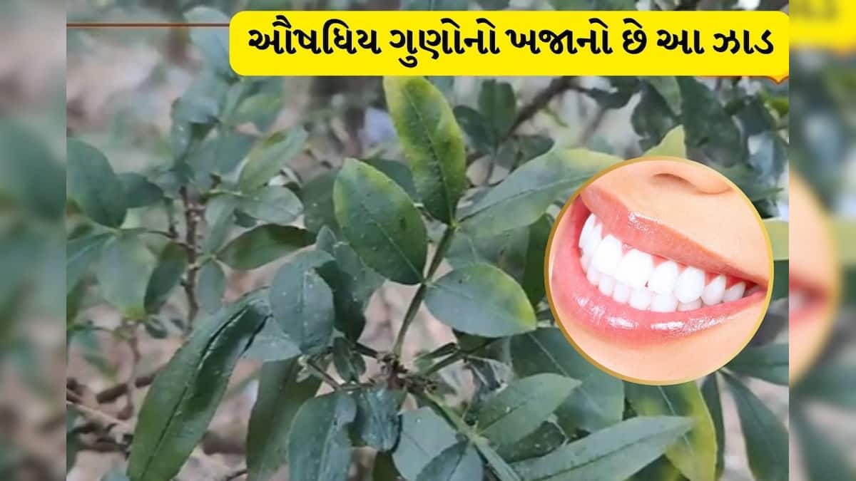 આ ઝાડની ડાળીથી દાંતણ કરવાથી દાંત થઈ જશે મજબૂત, કબજિયાત સહિત અનેક બીમારી ...