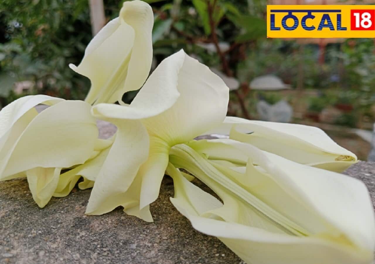 શિયાળુ બીમારીઓ માટે સંજીવની બુટ્ટી સમો છોડ, મૂળથી લઈને પાન તમામ વસ્તુ ...