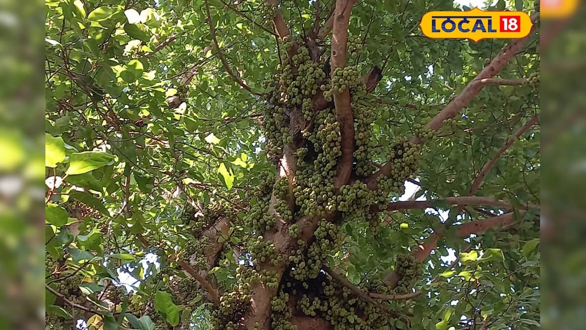 તમને ધનવાન બનાવશે આ વૃક્ષ, તેના મૂળને સોના-ચાંદીના તાવીજમાં પહેરશો તો ...