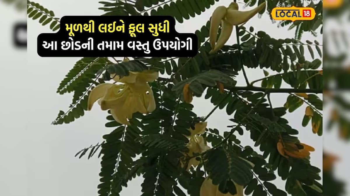 શિયાળુ બીમારીઓ માટે સંજીવની બુટ્ટી સમો છોડ, મૂળથી લઈને પાન તમામ વસ્તુ ...