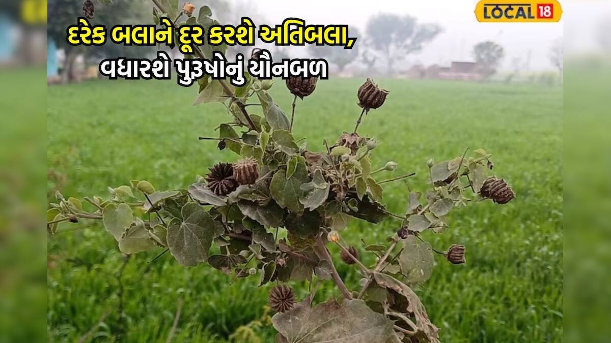 દરેક બલાને દૂર કરશે 'અતિબલા', વધારશે પુરૂષોનું યૌનબળ, ડૉક્ટરની સલાહ વગર ...