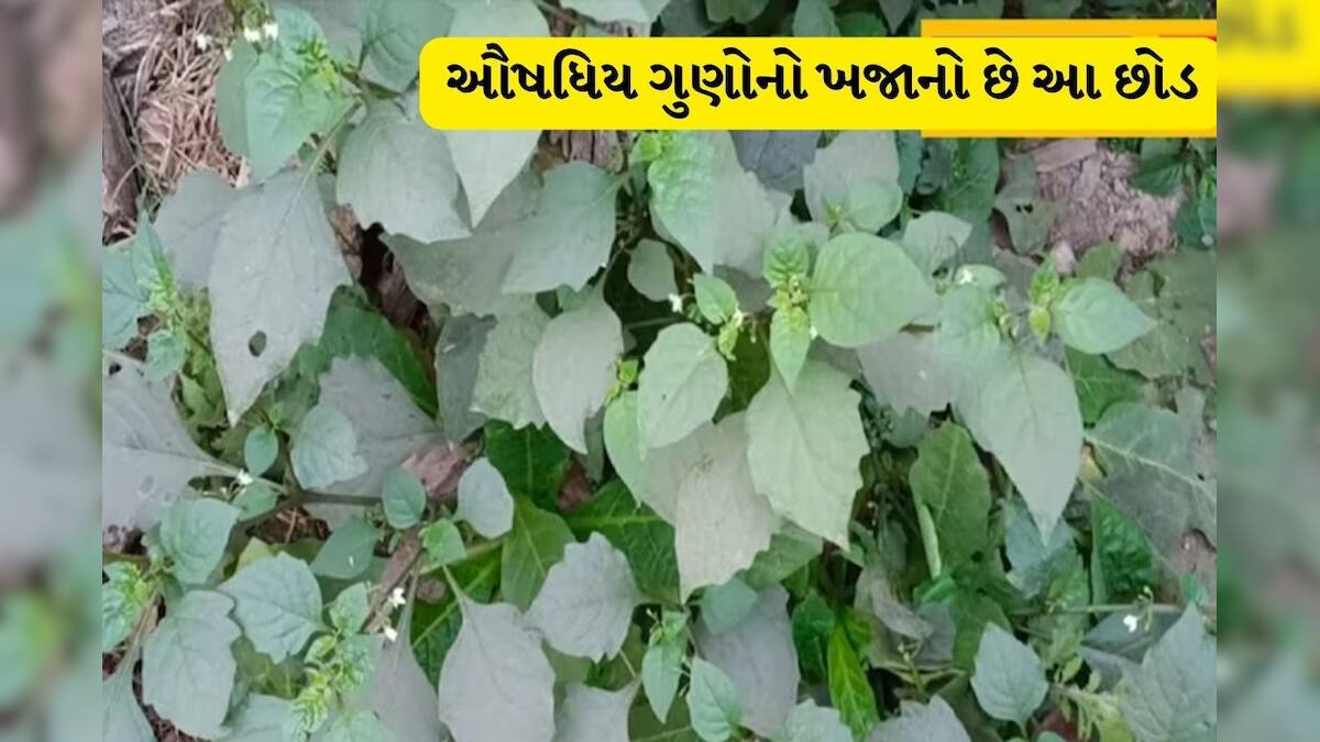 વગડામાં જોવા મળતા આ છોડને ખડ સમજીને ફેંકી દેતા નહીં, કાયમ યુવાન રાખશે ...
