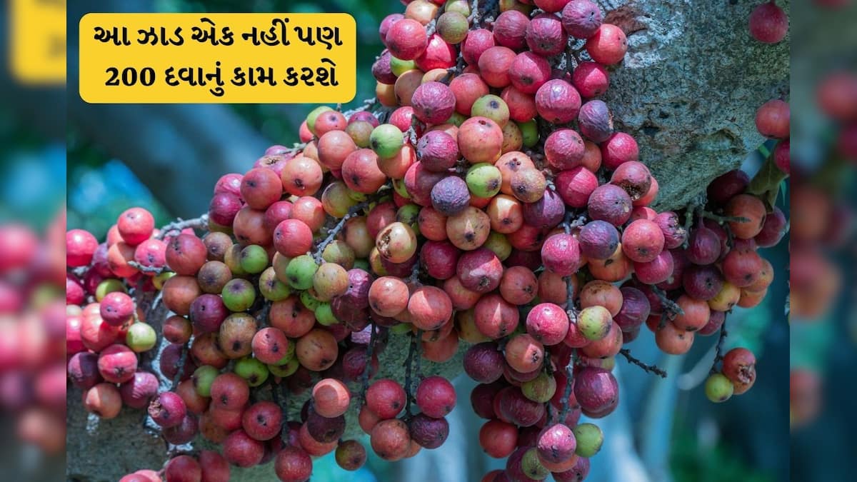 200થી વધારે દવાઓનો કોમ્બો પેક છે આ ઝાડ, ફોડ્યા વિના ફળ ખાશો તો હાડકા ...