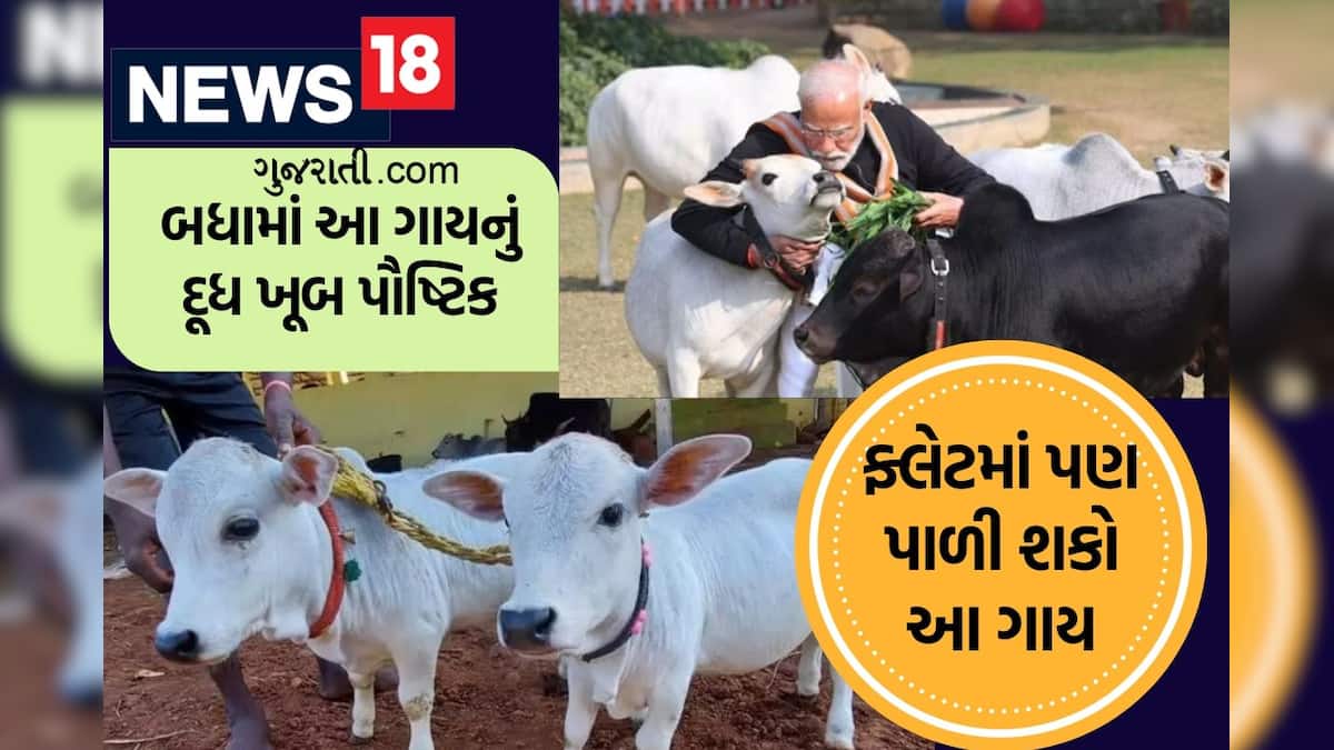 PM મોદીને જે ગાય સાથે હળવા મૂડમાં જોવામાં આવ્યા તે સ્વદેશી પુંગનૂર ગાય ...