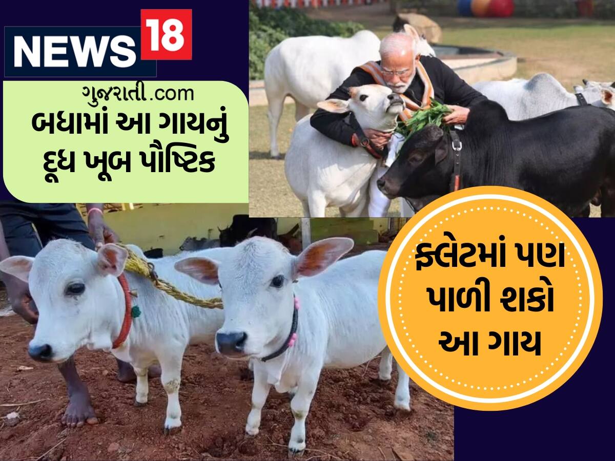 PM મોદીને જે ગાય સાથે હળવા મૂડમાં જોવામાં આવ્યા તે સ્વદેશી પુંગનૂર ગાય ...
