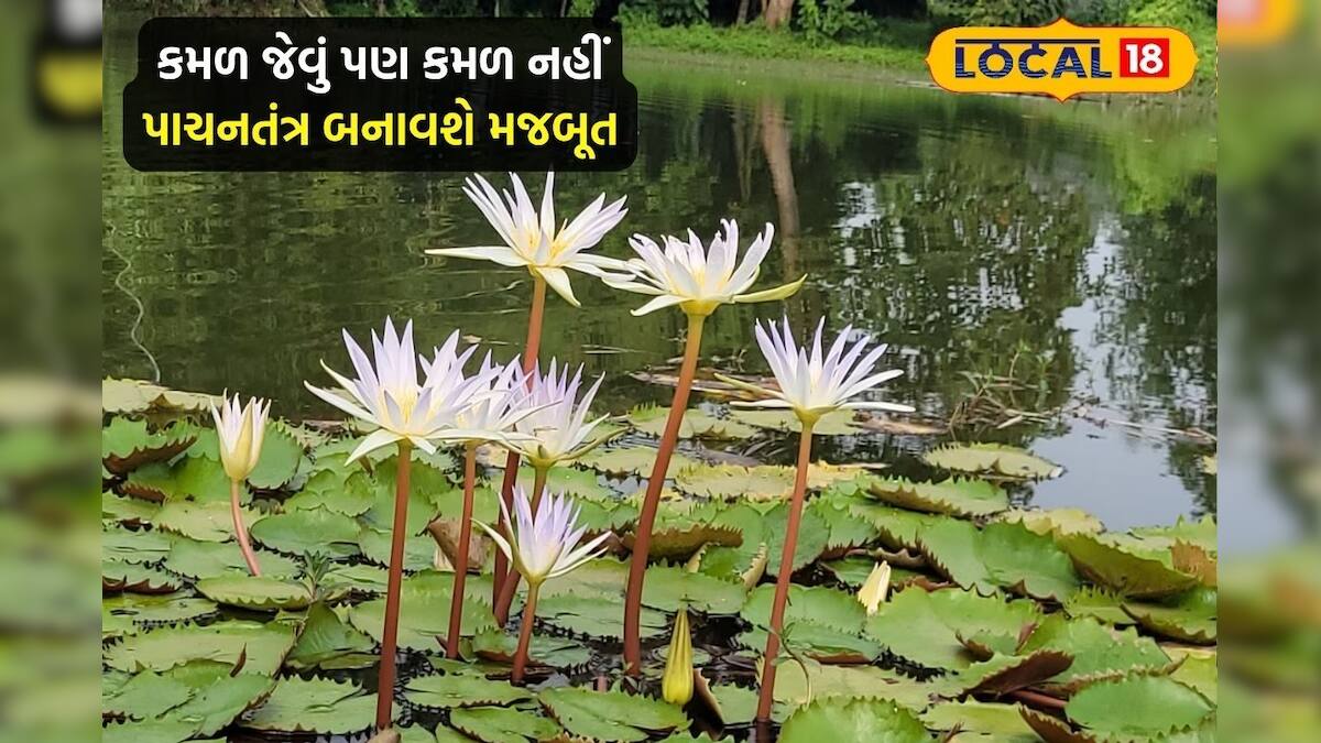 કમળ જેવું પણ કમળ નથી, પાણીમાં ખીલતું આ ફૂલ પેટની સમસ્યાઓ માટે લાભદાયી ...