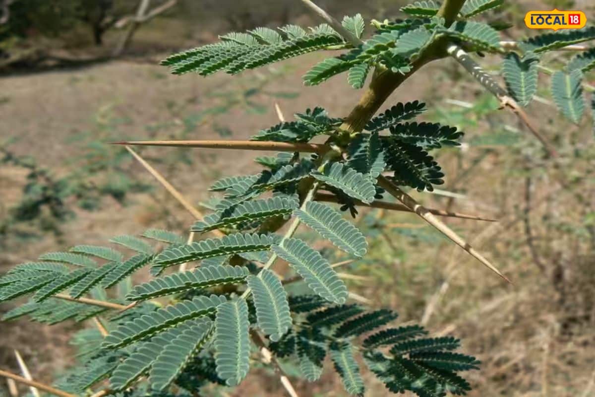 ફેફસામાં રહેલો કફ દૂર કરે છે કાંટાળા ઝાડનું દાતણ, તેનો ઉકાળો અને ગુંદર ...