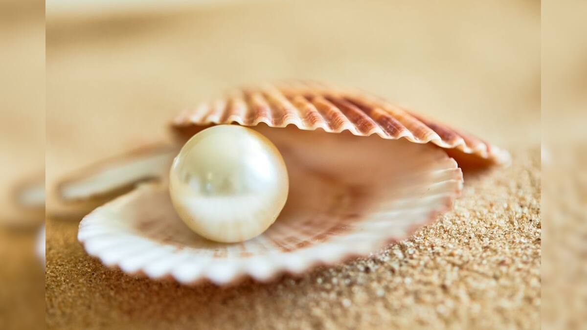 કેવી રીતે આ જીવના શરીરમાંથી નીકળે છે સમુદ્રી મોતી, શું તેને ઘરે પાળીને ...