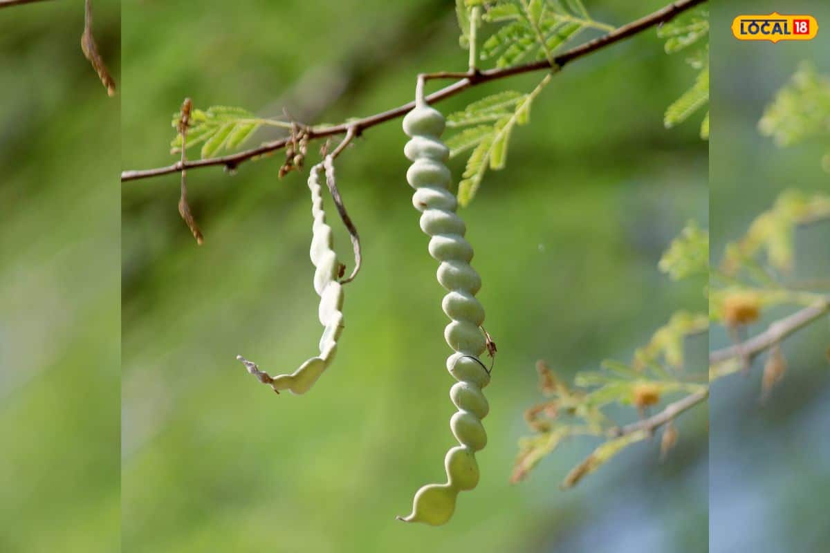 ફેફસામાં રહેલો કફ દૂર કરે છે કાંટાળા ઝાડનું દાતણ, તેનો ઉકાળો અને ગુંદર ...