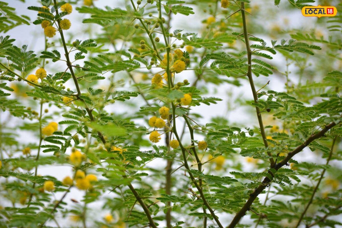 ફેફસામાં રહેલો કફ દૂર કરે છે કાંટાળા ઝાડનું દાતણ, તેનો ઉકાળો અને ગુંદર ...