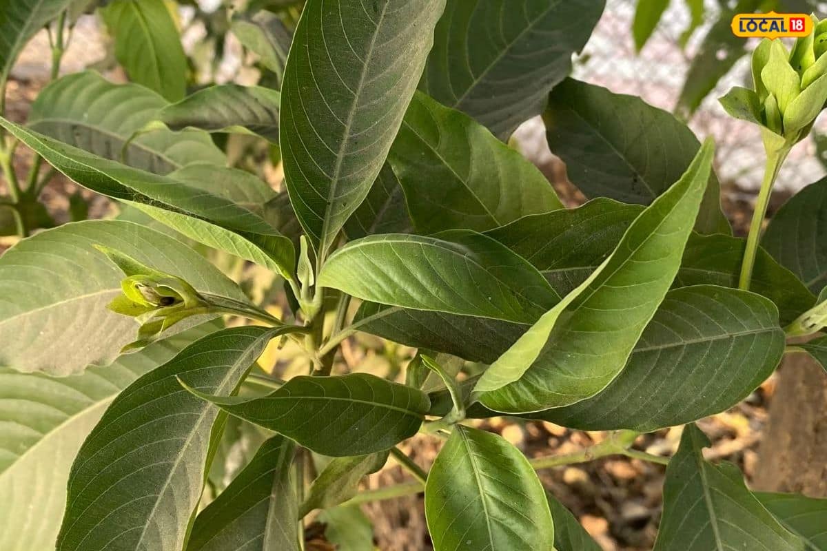 આ શક્તિશાળી છોડ, કેન્સરની ગાંઠ અને ચામડીના રોગ કરશે દૂર! શરદી-ખાંસીનો ...