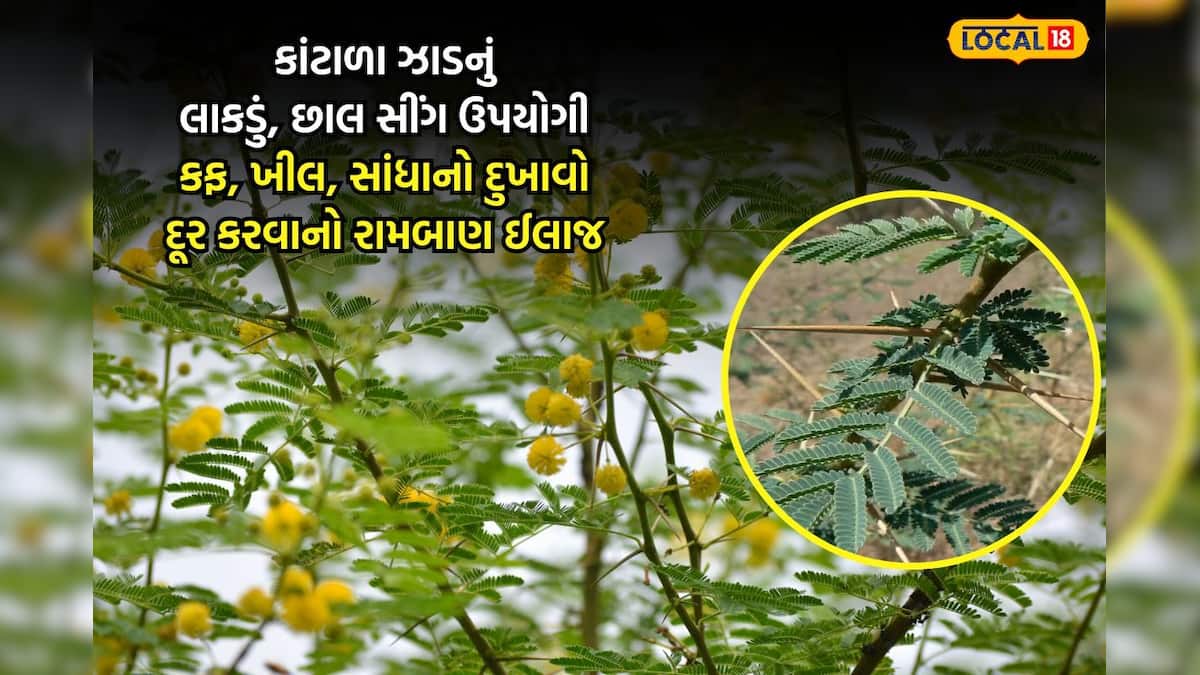 ફેફસામાં રહેલો કફ દૂર કરે છે કાંટાળા ઝાડનું દાતણ, તેનો ઉકાળો અને ગુંદર ...