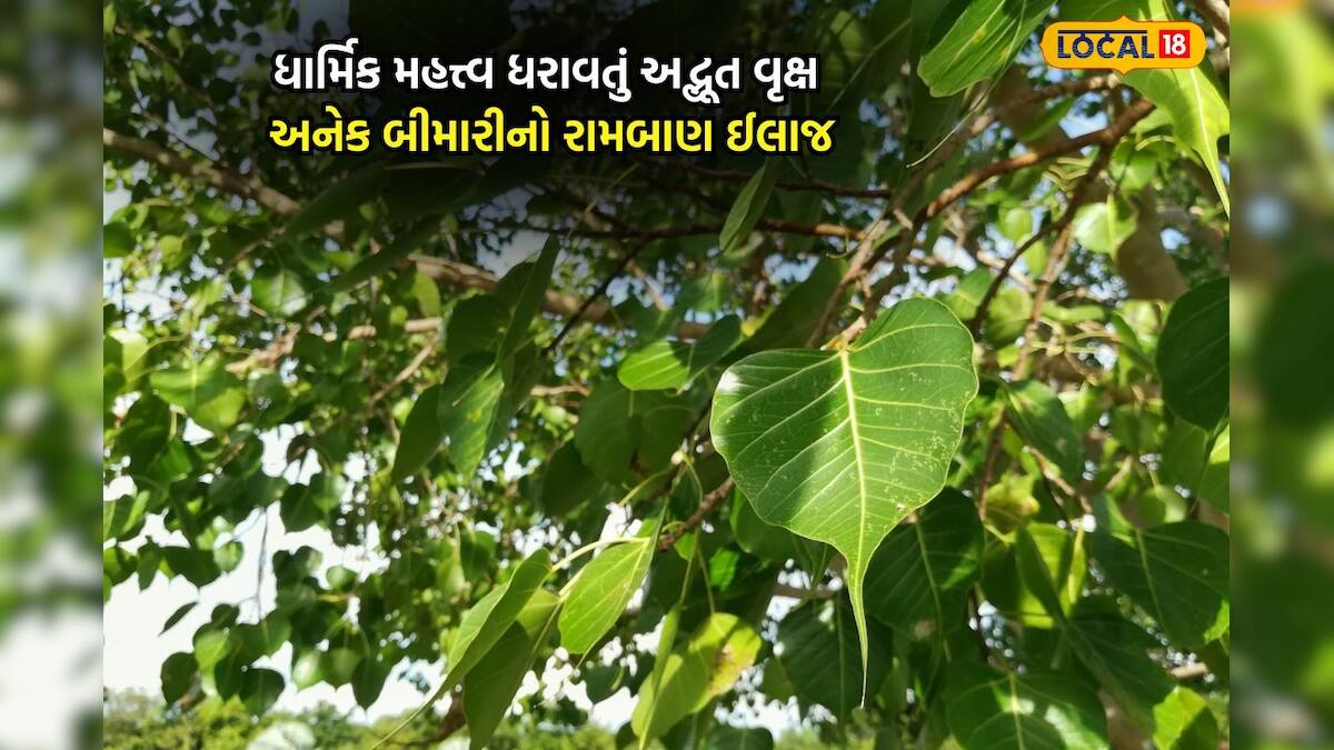 ધાર્મિક મહત્ત્વ ધરાવતું અદ્ભૂત વૃક્ષ, તેના પાંદડા અને છાલ અનેક બીમારી ...