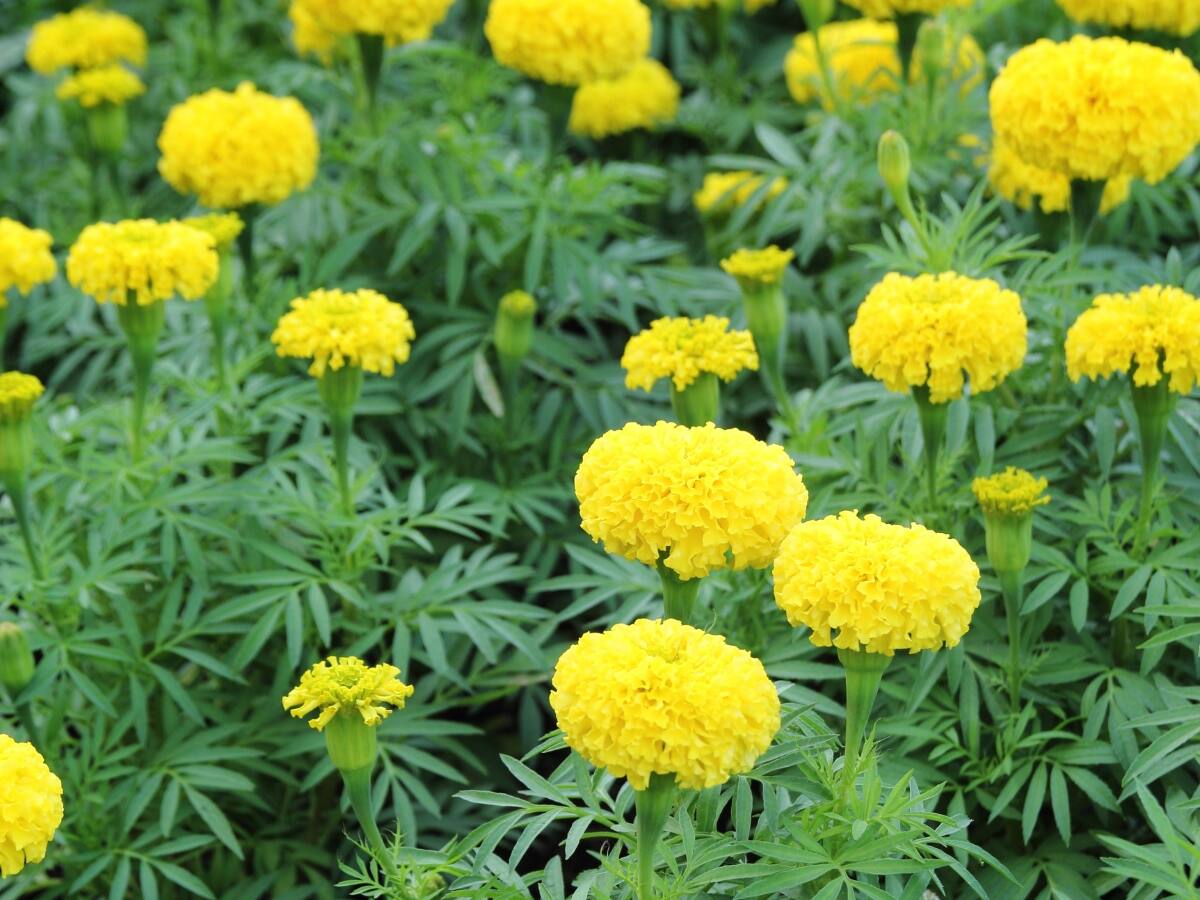 શરીરમાં ક્યાંય પણ ઘા અથવા દુખાવો હશે તો આ ફુલના પત્તા મફતમાં મટાડી દેશે ...