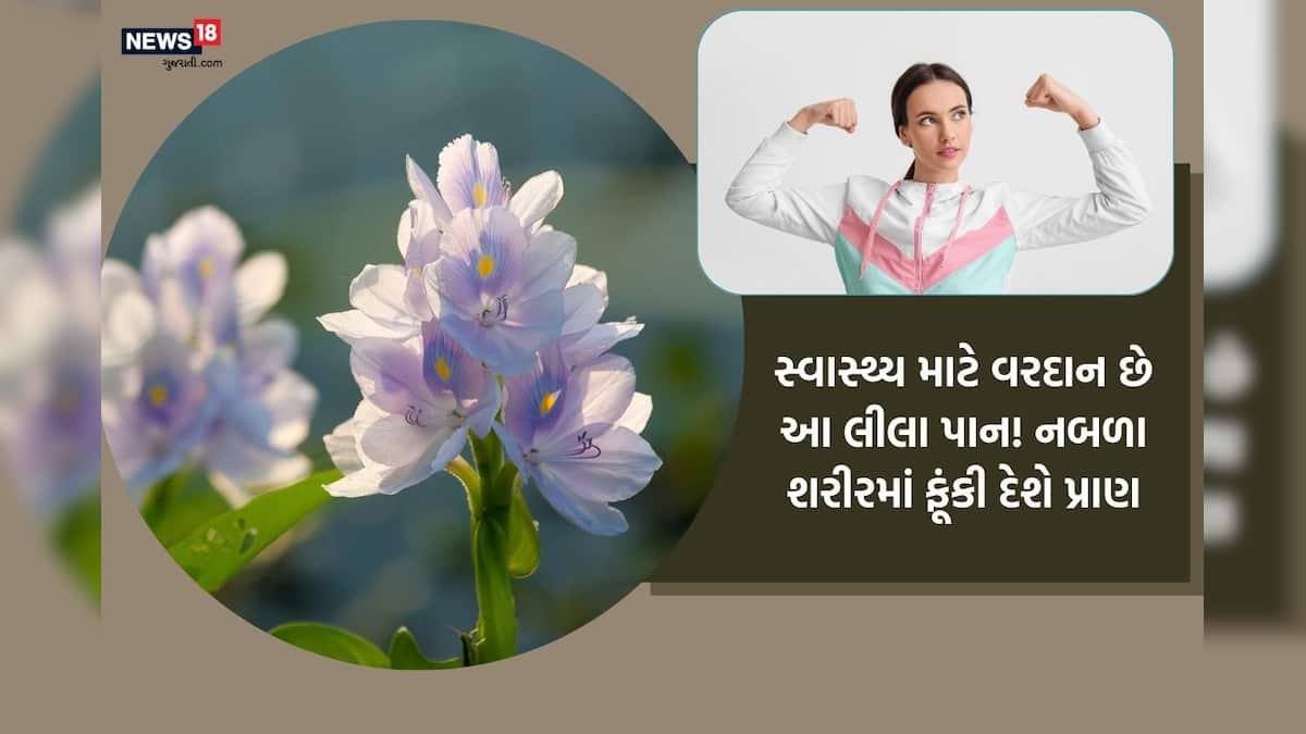 jalkumbhi Water hyacinth benefits and side effects - કાજુ-બદામનો પણ બાપ ...