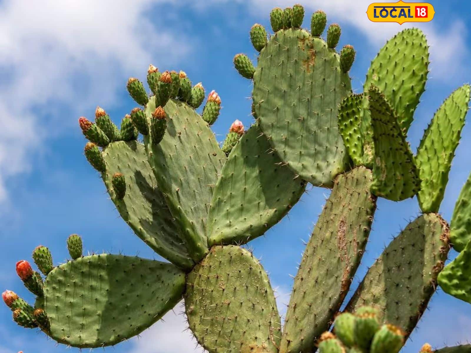 હલ્થ ટિપ્સ: ઔષધીય ગુણોથી ભરપૂર છે થોર-Thor Cactus Plant Leaves Natural ...