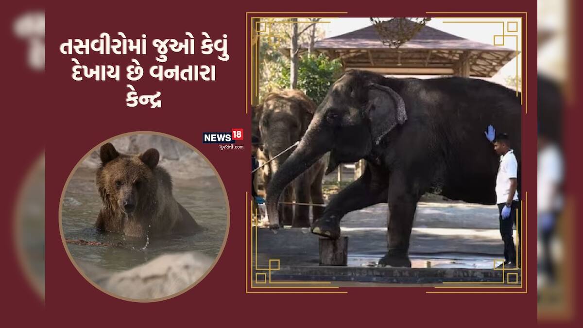 anant ambani vantara in jamnagar unique animal rescue and ...