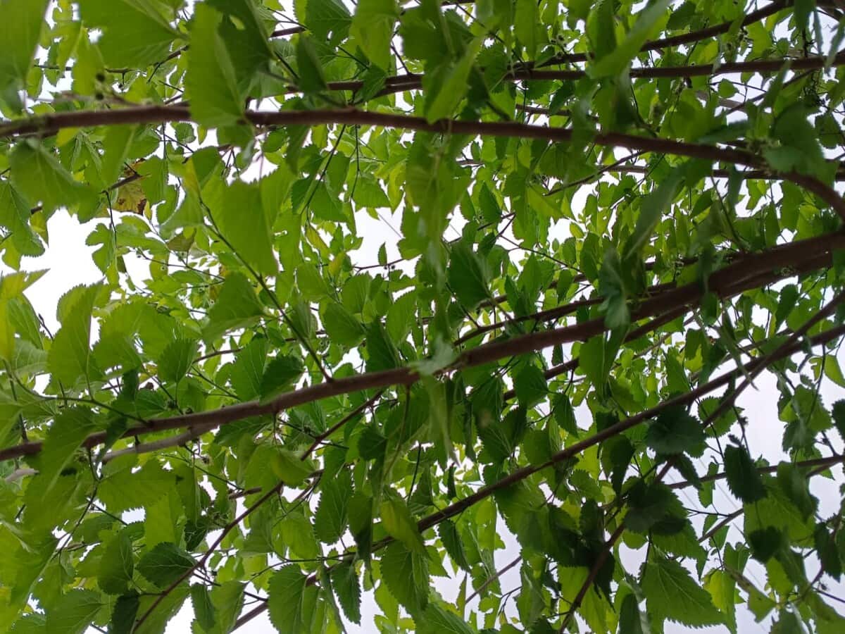 જલ્દી ઘરડાં નહીં થવા દે ગામડામાં મળતું આ ફળ! ગંભીર બીમારીનો છે રામબાણ ...