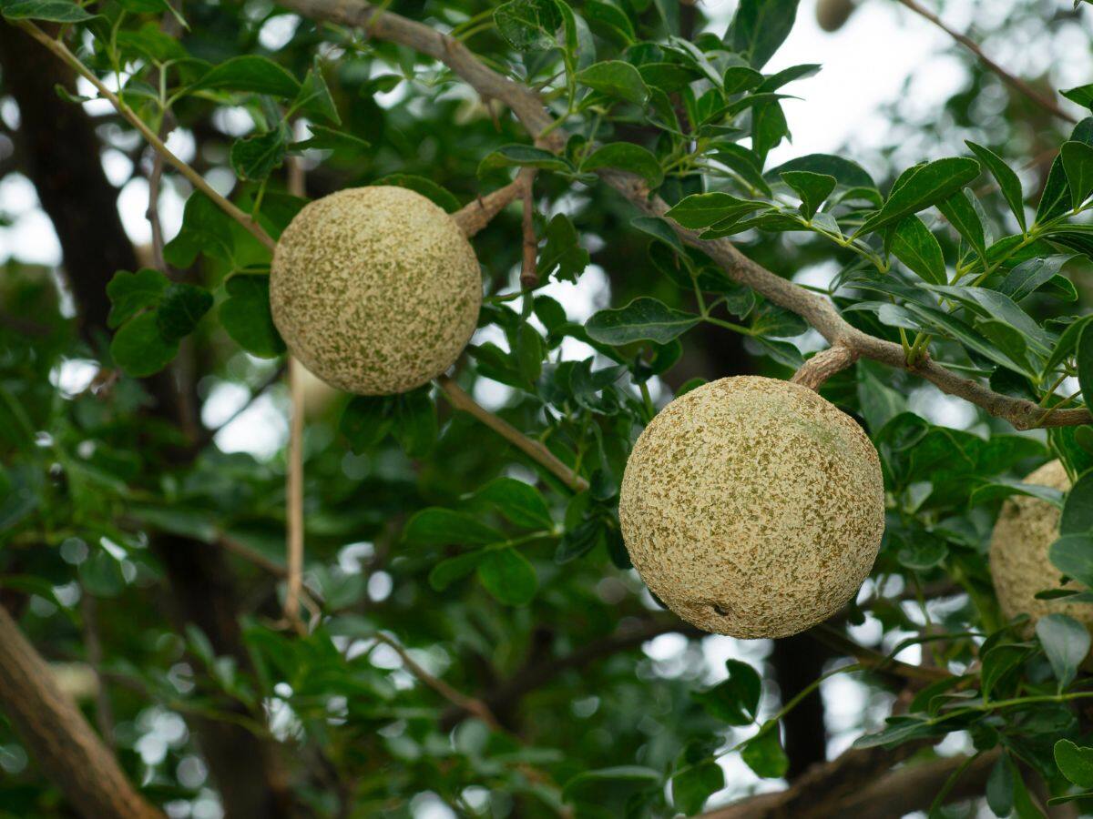 ઘરમાં લગાવેલા આ ત્રણ છોડ બને છે ગરીબીનું કારણ, આજે જ કાઢી નાખો - Vastu ...