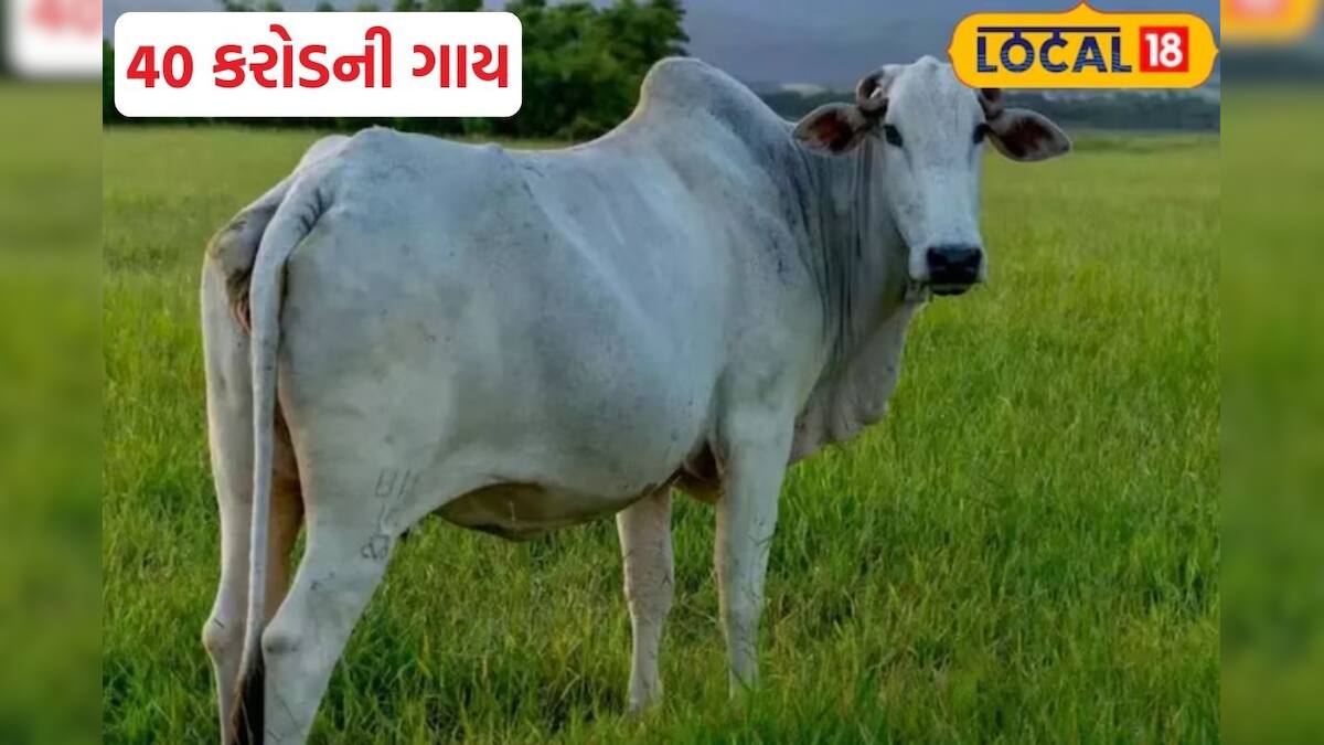 ખેડૂતો માટે સોના જેવી ગાય, 40 કરોડ છે કિંમત, આ રાજ્ય સાથે છે ખાસ સંબંધ ...