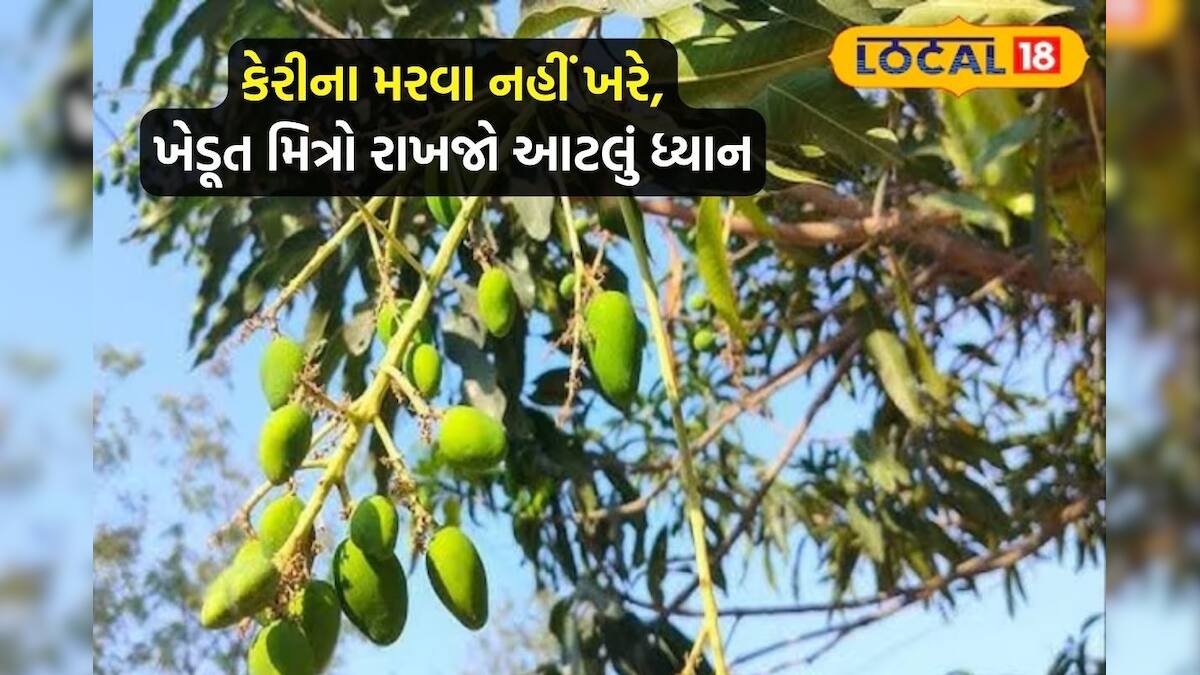 આંબા પરથી કેરીના મરવા નહીં ખરે, ખેડૂતો કરજો આ ઉપાય, થશે બંપર ઉત્પાદન ...