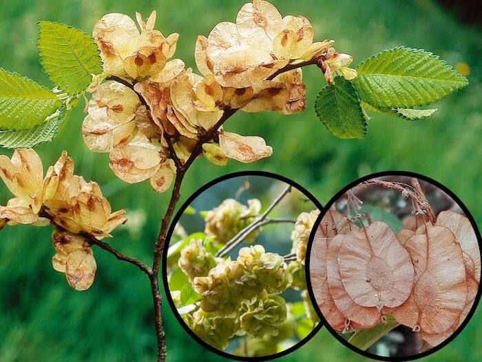 ધાધર અને ખરજવા સહિતની આ છ બીમારીઓ મટાડી દેશે આ છોડના પત્તા, આ રીતે કરજો ...