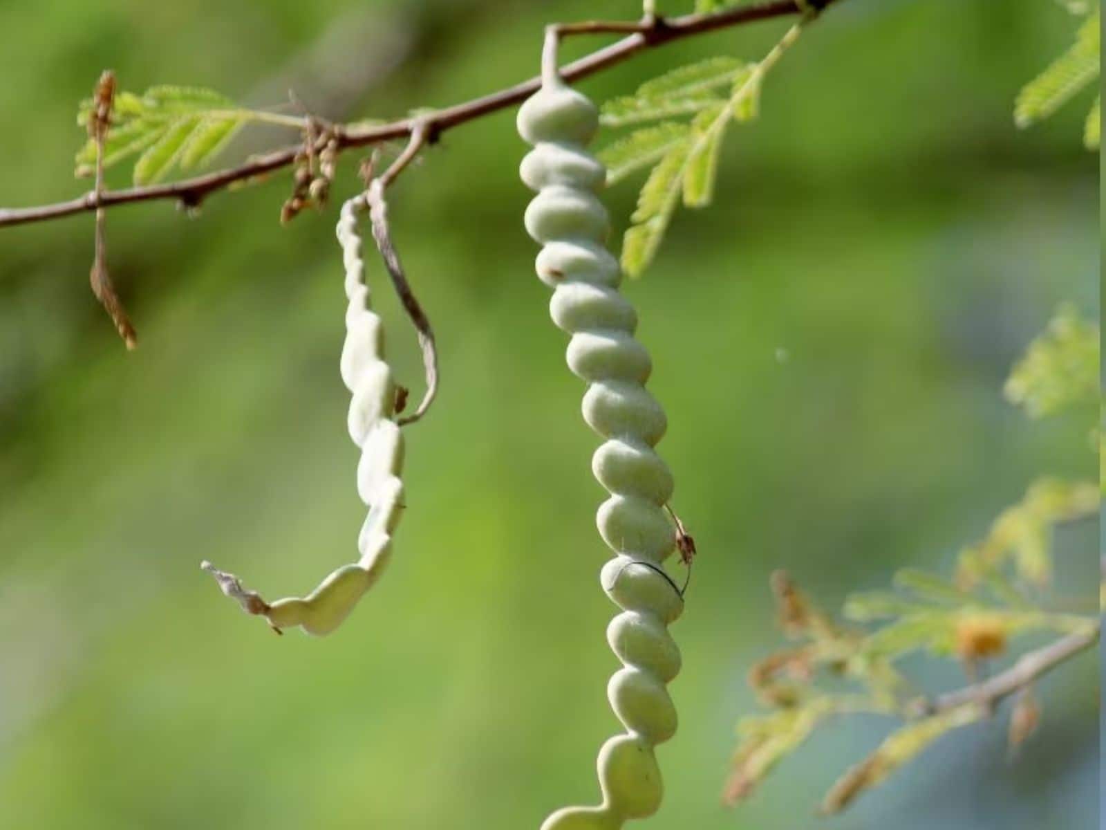 હેલ્થ ટિપ્સ: દેશી બાવળના દાતણ આરોગ્ય માટે અતિ ગુણકારી છે-babool tree ...