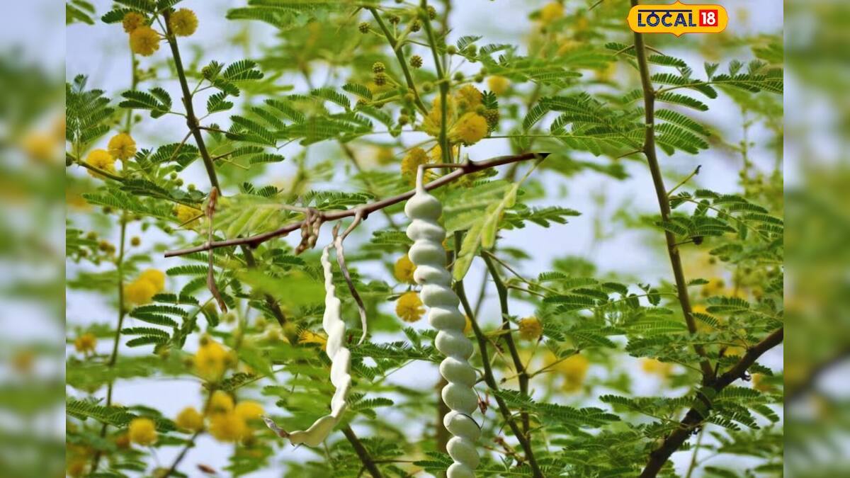 હેલ્થ ટિપ્સ: દેશી બાવળના દાતણ આરોગ્ય માટે અતિ ગુણકારી છે-babool tree ...