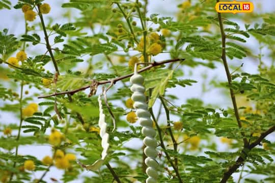 હેલ્થ ટિપ્સ: દેશી બાવળના દાતણ આરોગ્ય માટે અતિ ગુણકારી છે-babool tree ...