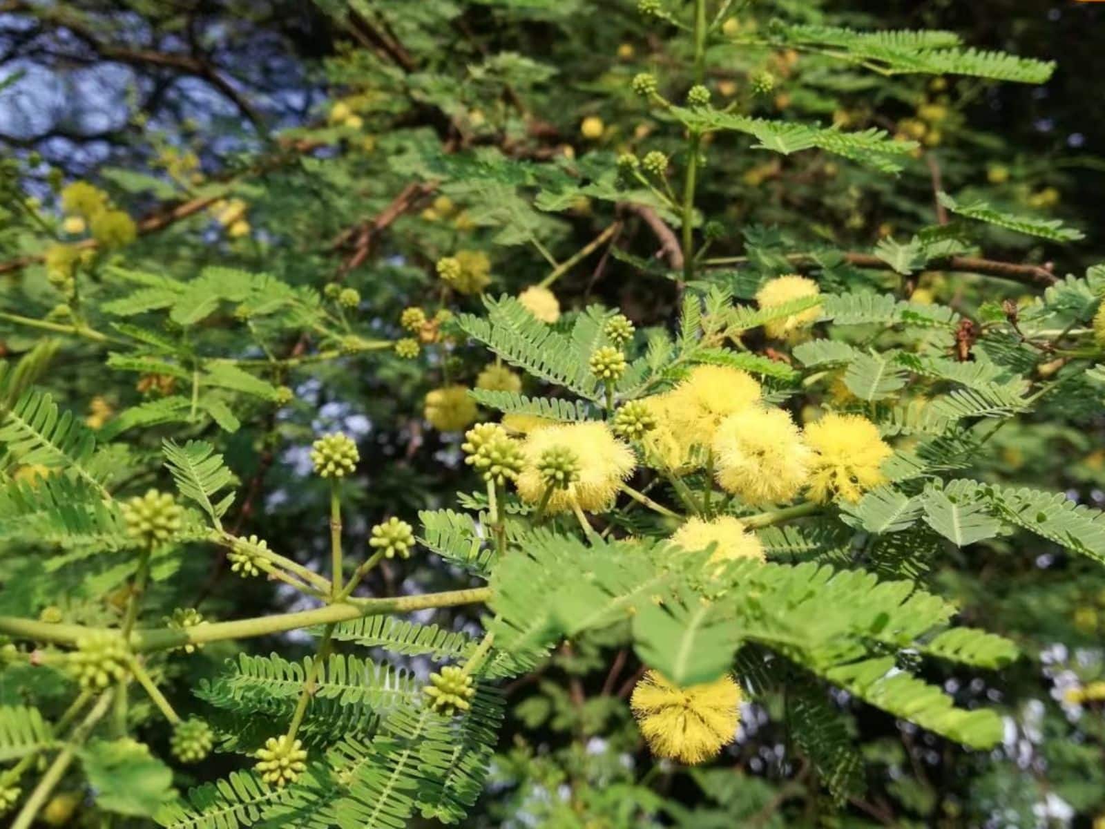 હેલ્થ ટિપ્સ: દેશી બાવળના દાતણ આરોગ્ય માટે અતિ ગુણકારી છે-babool tree ...