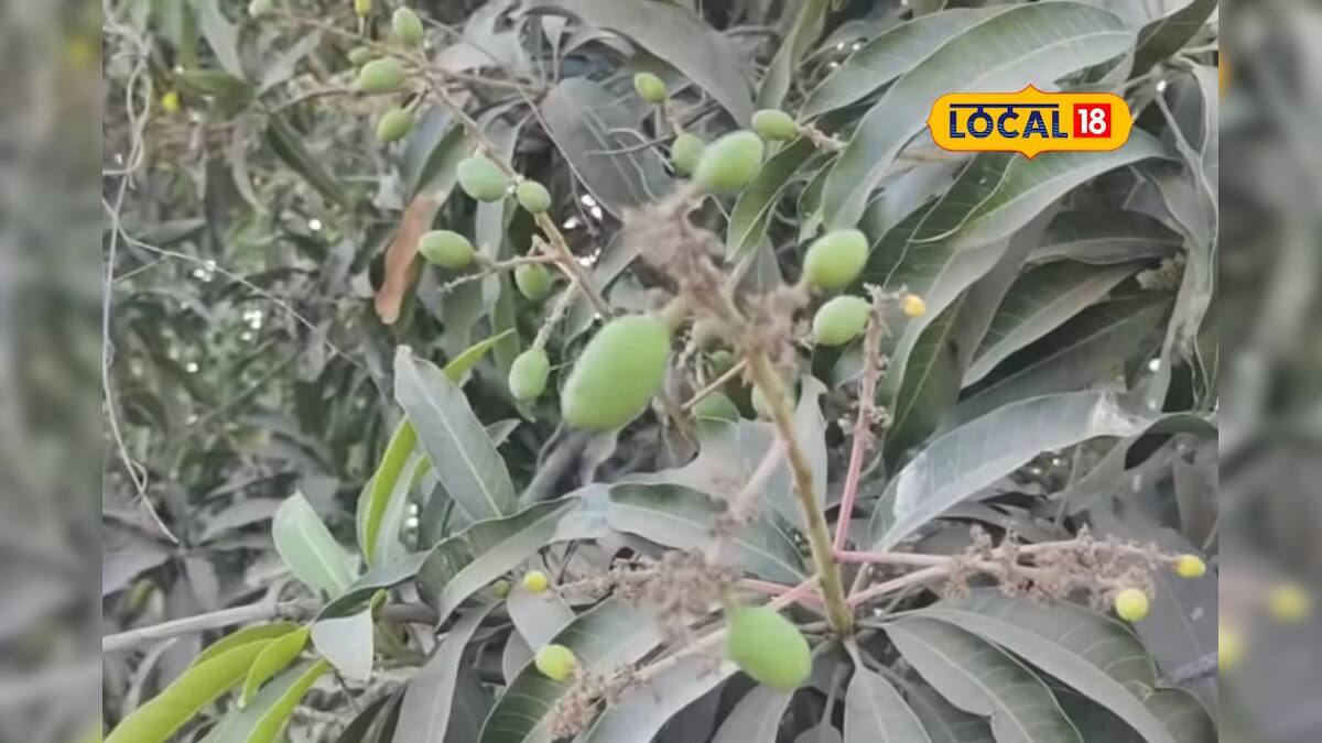 કેસર કેરોની પાક - kesar keri – News18 ગુજરાતી