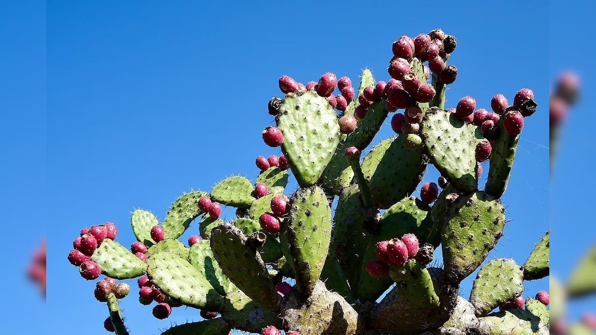 અનેક દવાઓનો બાપ છે આ થોર, તેના ફીંડલા હાડકા બનાવશે મજબૂત, લોહી કરશે ...
