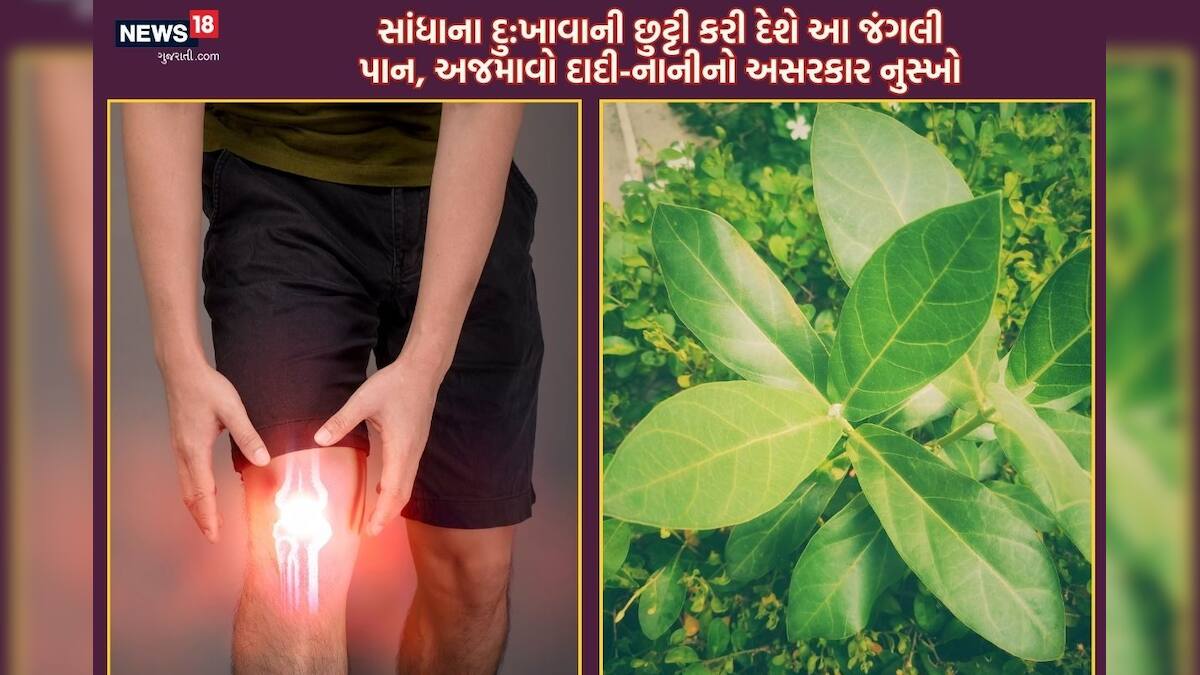 how to use aak leaf for joint pain- ગોઠણનો ગમે તેવો દુ:ખાવો છૂમંતર કરી ...