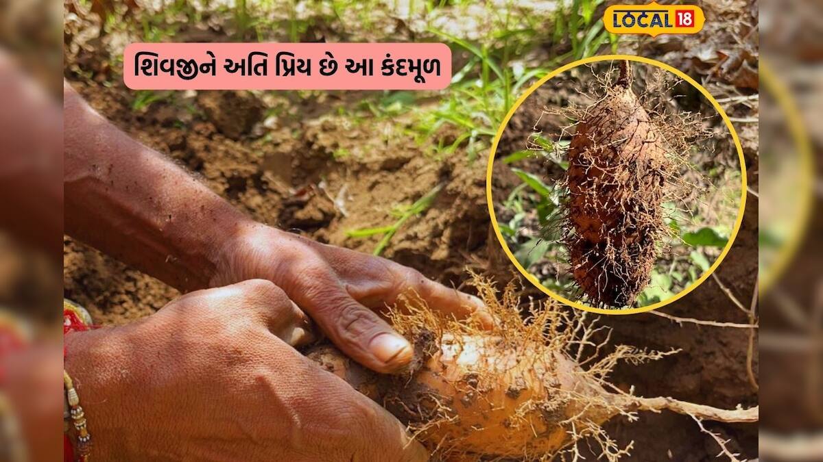 નવસારી સમાચાર: ગણદેવીના ખેડૂતો પિંડીની ખેતી કરે છે-significance of ...