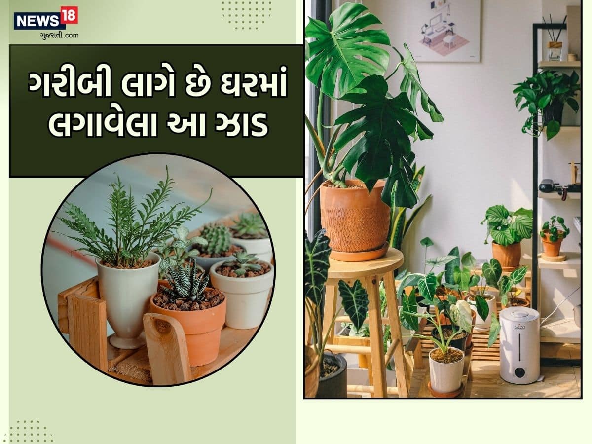 ઘરમાં લગાવેલા આ ત્રણ છોડ બને છે ગરીબીનું કારણ, આજે જ કાઢી નાખો - Vastu ...