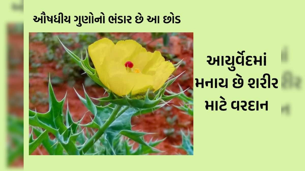 આ નાનકડો છોડ દેશી દવાઓની ફેક્ટરી છે! આના ગુણોની ગણતરી કરતાં થાકી જશો ...