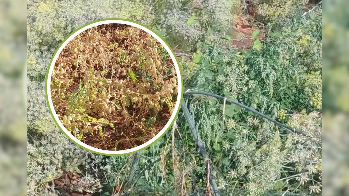 ગુજરાત વરસાદ સાબરકાંઠા ખેડૂત જીરું વરિયાળી - Gujarat rain effect ...