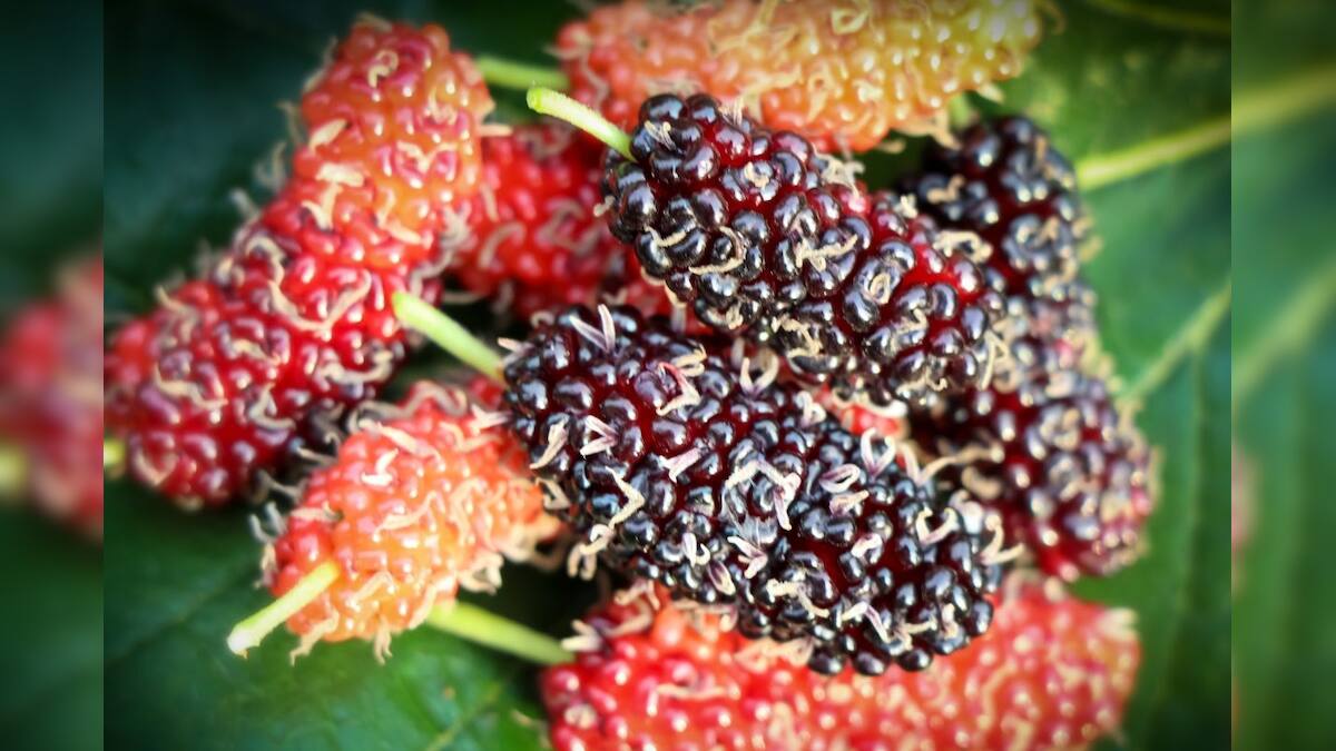 વિટામિનનું કારખાનું છે આ છોડ: કેન્સર અને હ્દયની બીમારીઓને રાખશે કાયમ ...