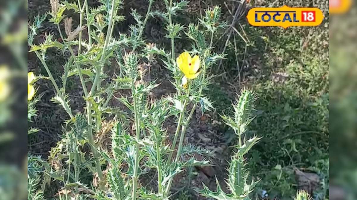 પર્વતો પર નહીં... આ 'સંજીવની' નદીના કિનારે ઉગે છે, અસ્થમા અને પથરી માટે ...