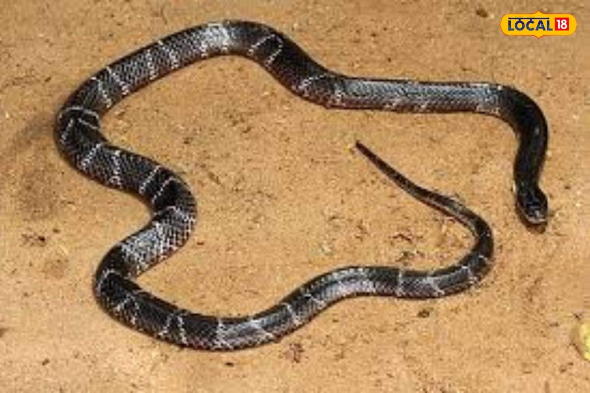 આ સાપ કરડશે તો ખબર પણ નહીં પડે, ગણતરીની મિનિટોમાં પ્રાણ પંખેરૂ ઊડી જશે ...