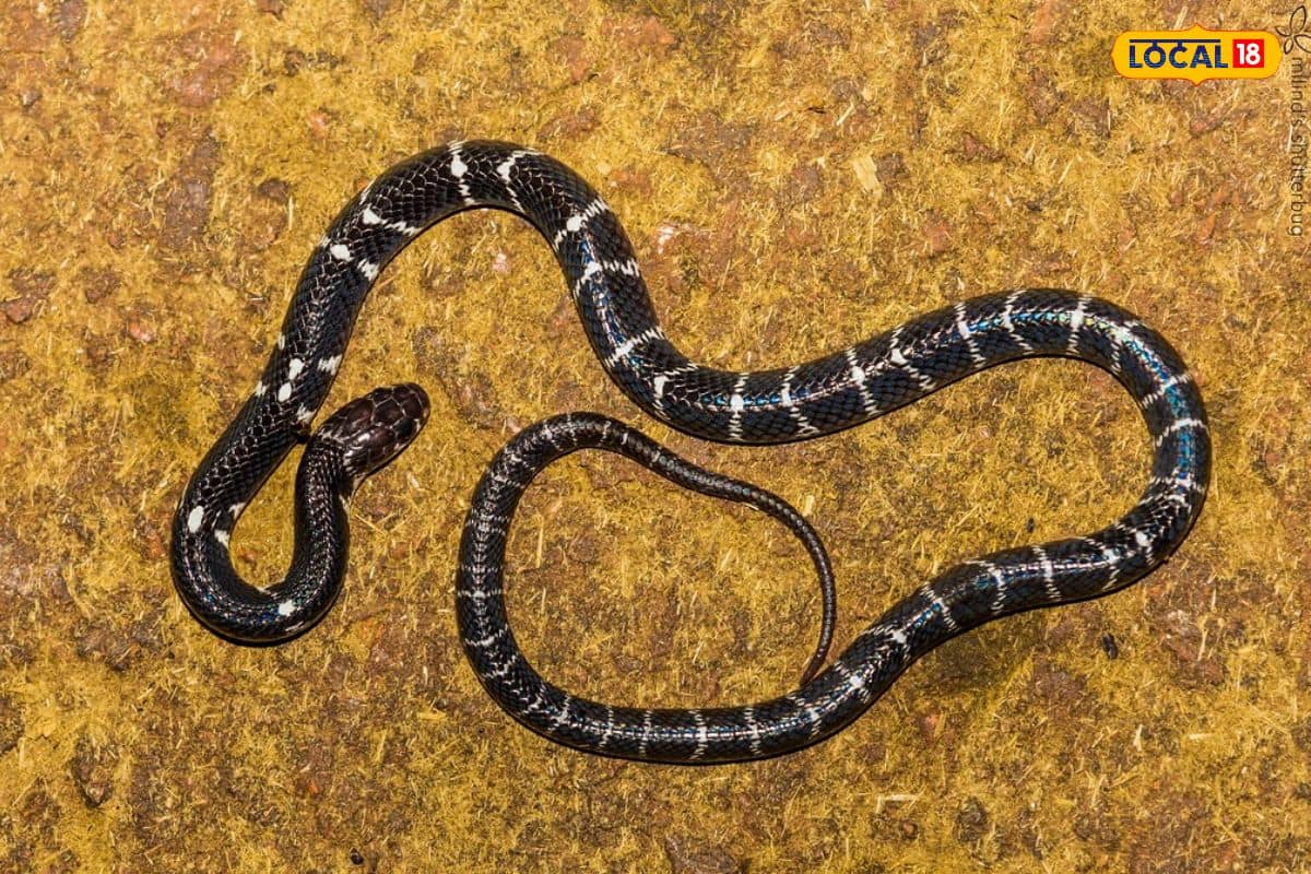 આ સાપ કરડશે તો ખબર પણ નહીં પડે, ગણતરીની મિનિટોમાં પ્રાણ પંખેરૂ ઊડી જશે ...